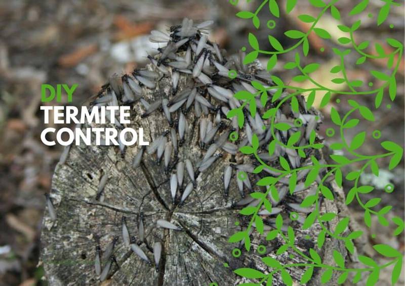 10 Reasons DIY Termite Control is Easier than You Think | Pest Control ...